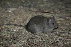 Leporillus | Animal Database | Fandom