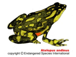 Andes Stubfoot Toad | Animal Database | Fandom