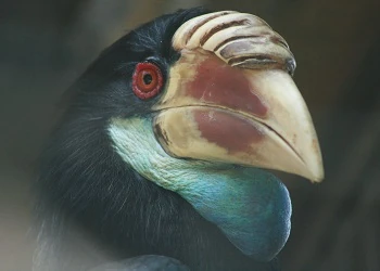 Sumba Hornbill | Animal Database | Fandom