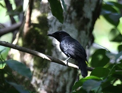 Yap Cicadabird | Animal Database | Fandom