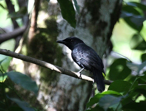 Yap Cicadabird | Animal Database | Fandom