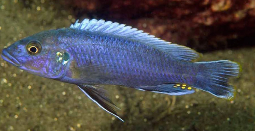 Melanochromis Mpoto | Animal Database | Fandom