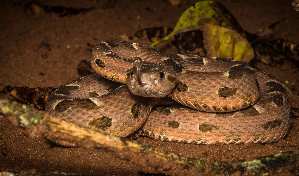 Marbled Lancehead Viper | Animal Database | Fandom