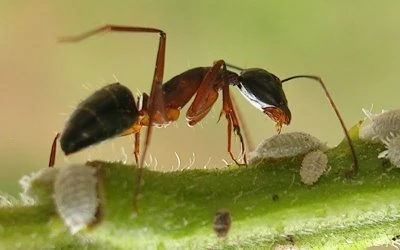 Malaysian Ant | Animal Database | Fandom