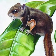 Lesser Pygmy Flying Squirrel | Animal Database | Fandom