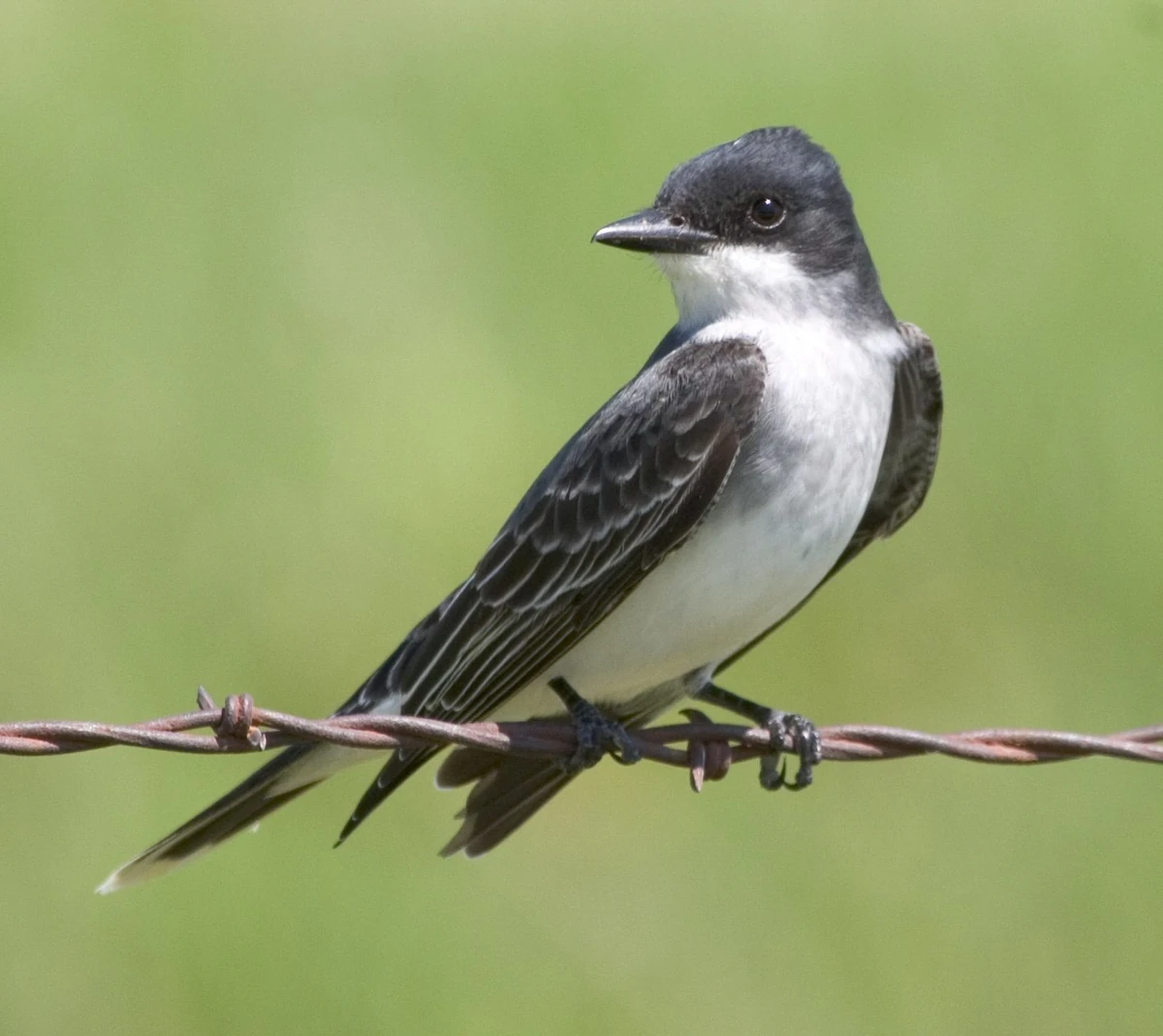 Eastern Kingbird | Animal Database | Fandom