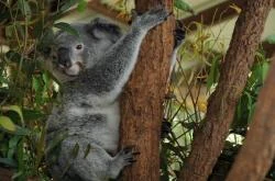 Kirra | Animal Database | Fandom