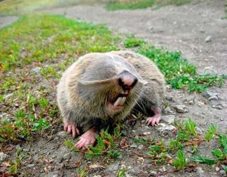 Sandy Mole Rat | Animal Database | Fandom