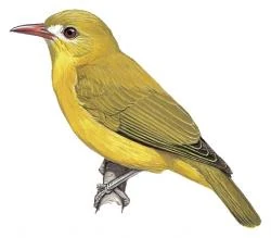 White-lored Oriole | Animal Database | Fandom