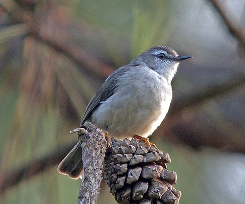 Category:Randia | Animal Database | Fandom