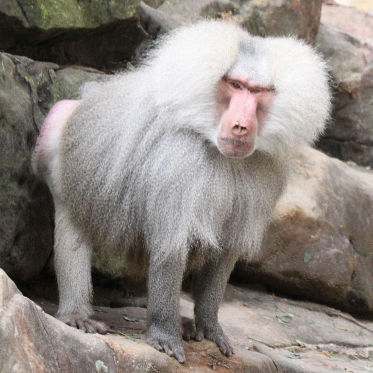 Hamadryas Baboon | Animal Database | Fandom