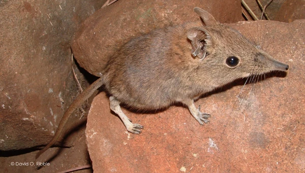 Eastern Rock Elephant Shrew | Animal Database | Fandom
