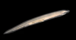 Lancelet | Animal Database | Fandom