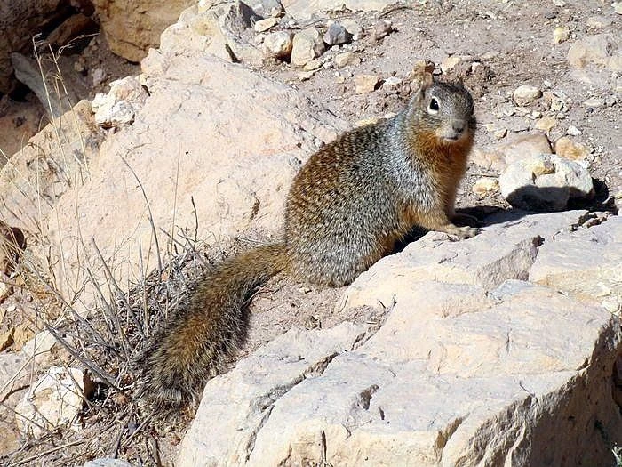 Ring-tailed Ground Squirrel | Animal Database | Fandom