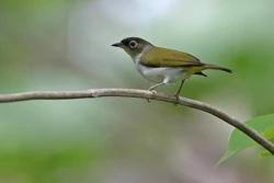 Cream-throated White-eye | Animal Database | Fandom