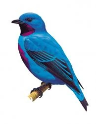 Turquoise Cotinga | Animal Database | Fandom