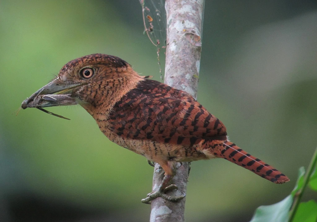Barred Puffbird | Animal Database | Fandom