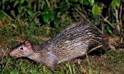 Atherurus | Animal Database | Fandom