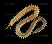 Eunice norvegica | Animal Database | Fandom