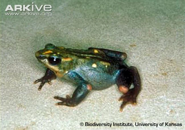 Atelopus senex | Animal Database | Fandom