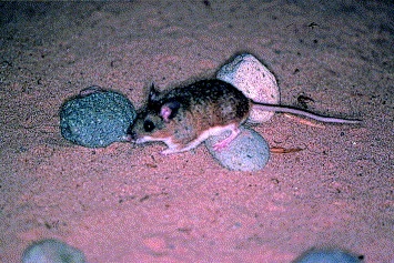 Angel Island Mouse | Animal Database | Fandom