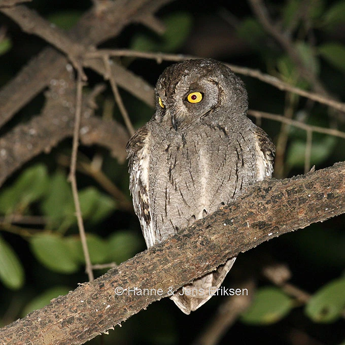 Arabian Scops Owl | Animal Database | Fandom