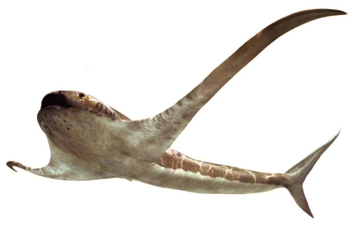 Aquilolamna | Animal Database | Fandom