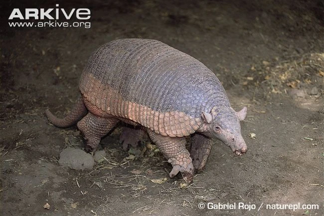 Giant Armadillo Teeth