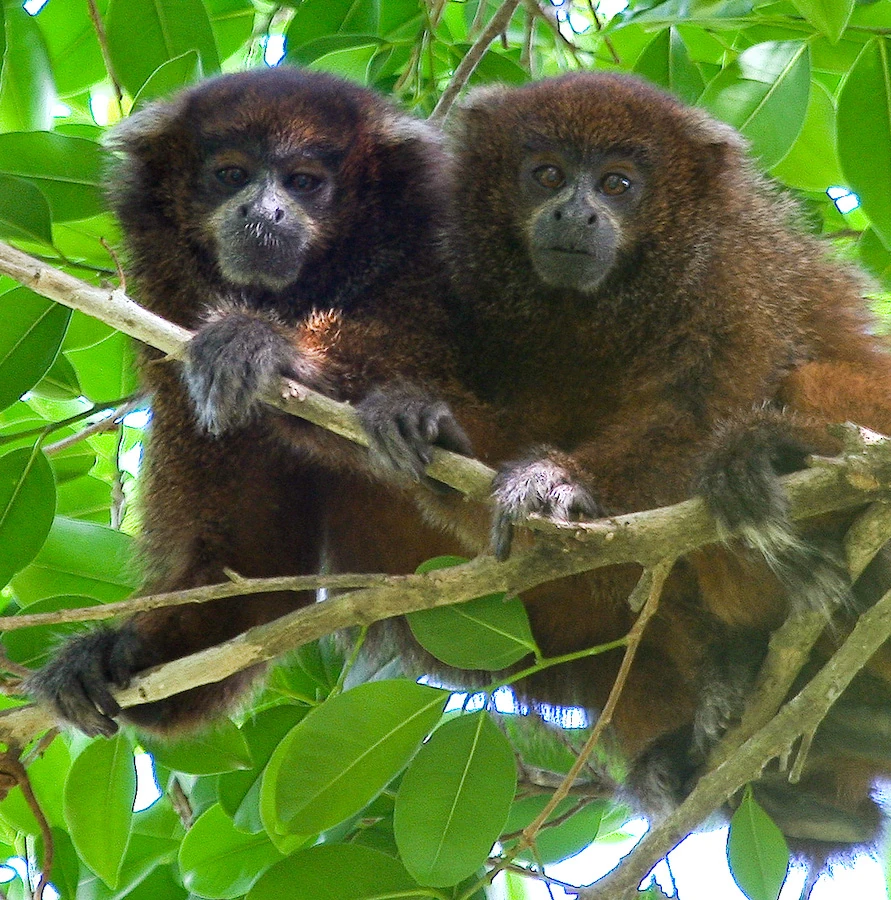 Rio Beni Titi | Animal Database | Fandom