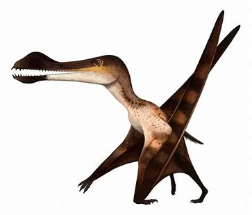 Coloborhynchus | Animal Database | Fandom