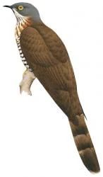 Large Hawk-cuckoo | Animal Database | Fandom