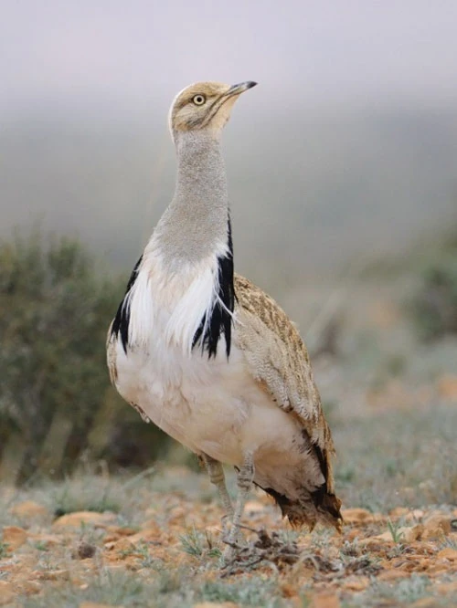 Houbara Bustard | Animal Database | Fandom