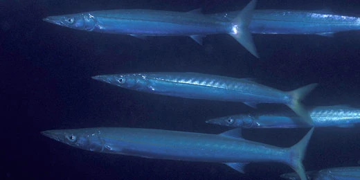 Pacific Barracuda | Animal Database | Fandom