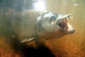 Goliath Tigerfish | Animal Database | Fandom
