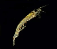Ice Krill | Animal Database | Fandom