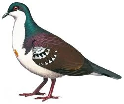 Mindoro Bleeding-heart | Animal Database | Fandom