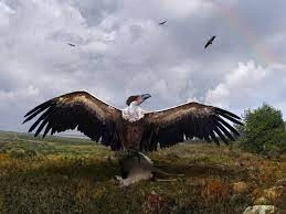 Aiolornis | Animal Database | Fandom