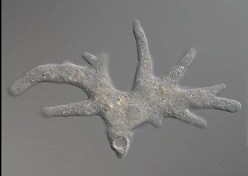 Amoeba proteus | Animal Database | Fandom