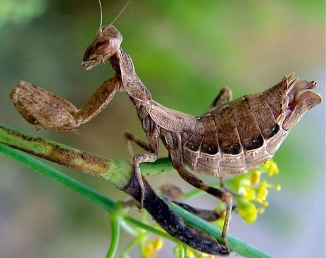 Spined Dwarf Mantis | Animal Database | Fandom