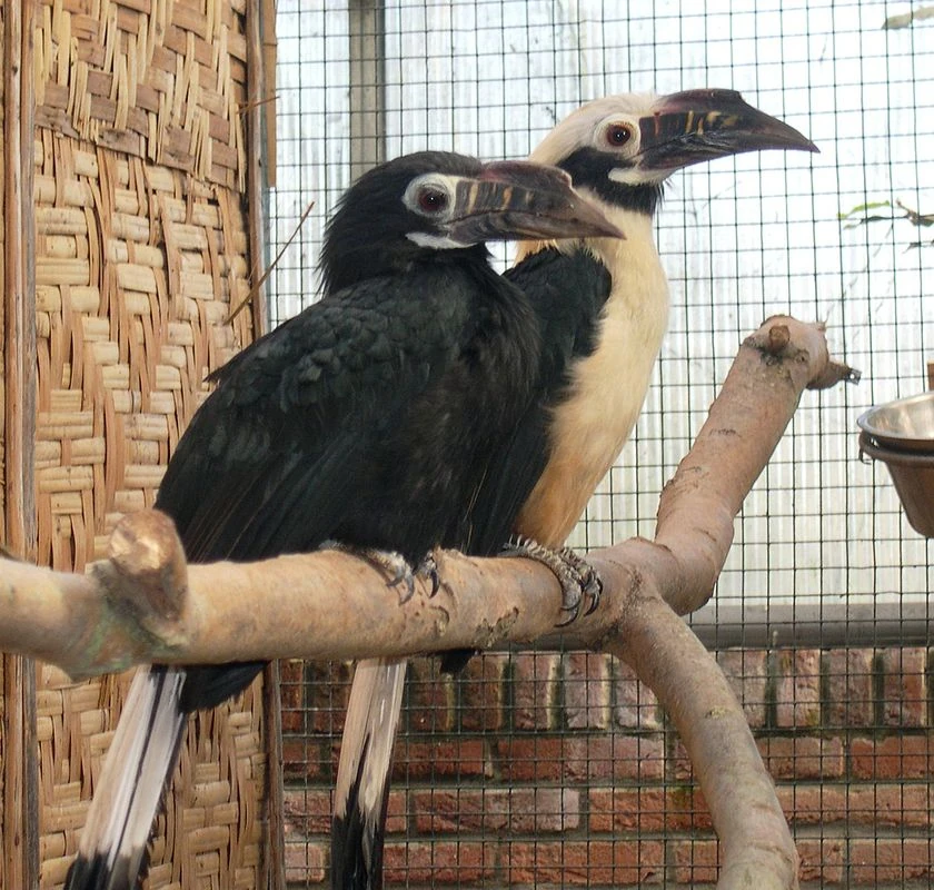 Visayan Hornbill | Animal Database | Fandom