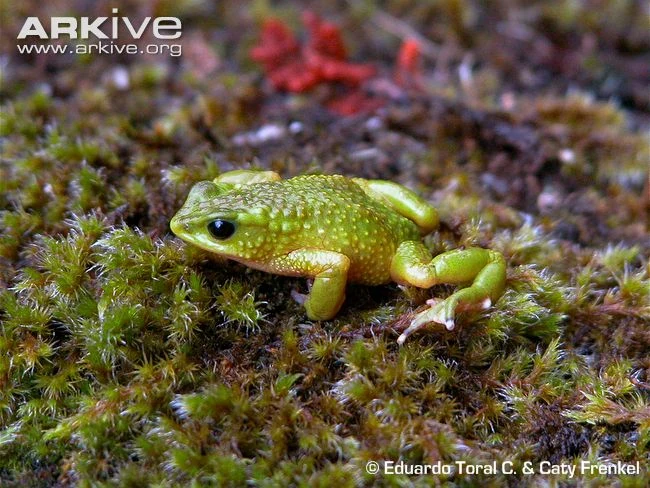 Atelopus exiguus | Animal Database | Fandom