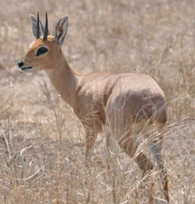 Steenbok | Animal Database | Fandom