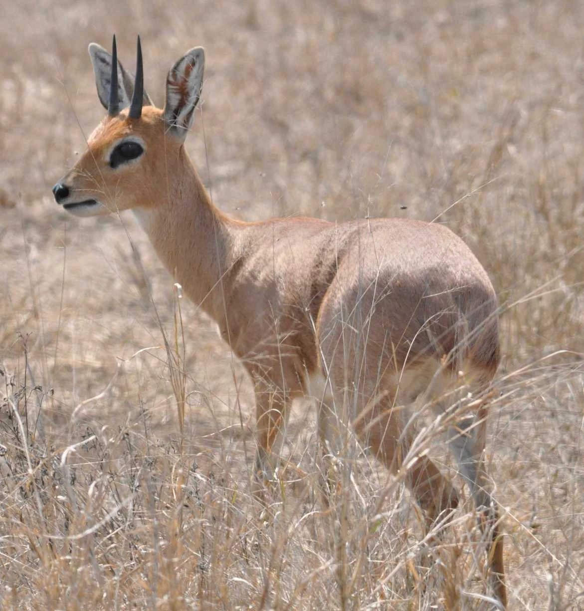 Steenbok | Animal Database | Fandom