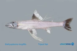 Feeler Fish | Animal Database | Fandom