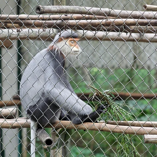 Gray-shanked Douc | Animal Database | Fandom