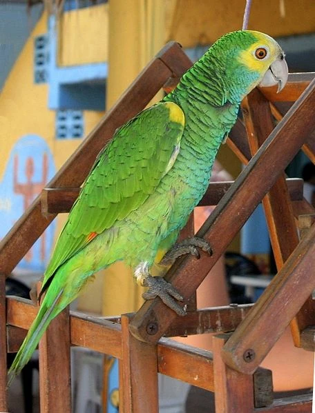 Yellow-shouldered Amazon | Animal Database | Fandom