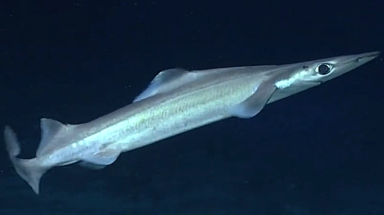 Arrowhead Dogfish | Animal Database | Fandom