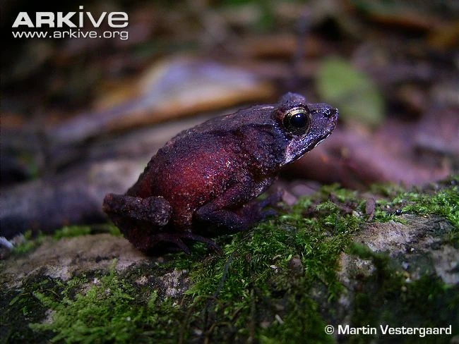Vestergaard's Forest Toad | Animal Database | Fandom