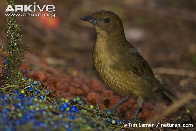 Vogelkop Bowerbird | Animal Database | Fandom