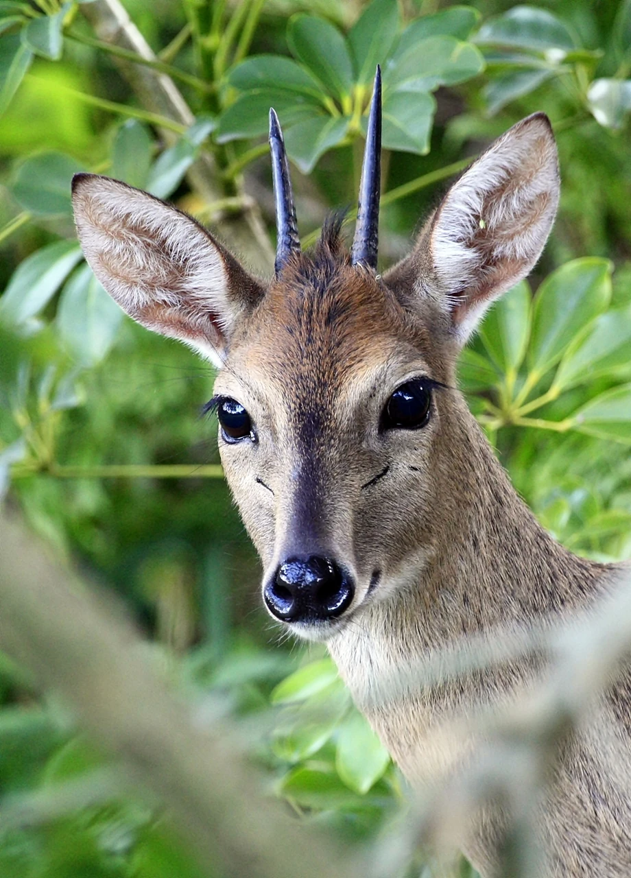 Walter's Duiker | Animal Database | Fandom